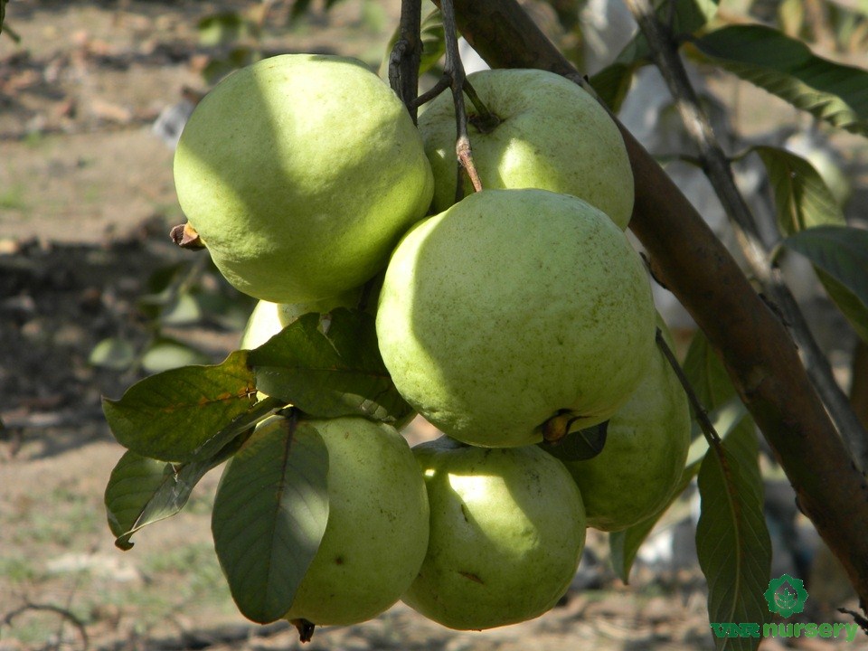 VNR Bihi – Guava | VNR Nursery
