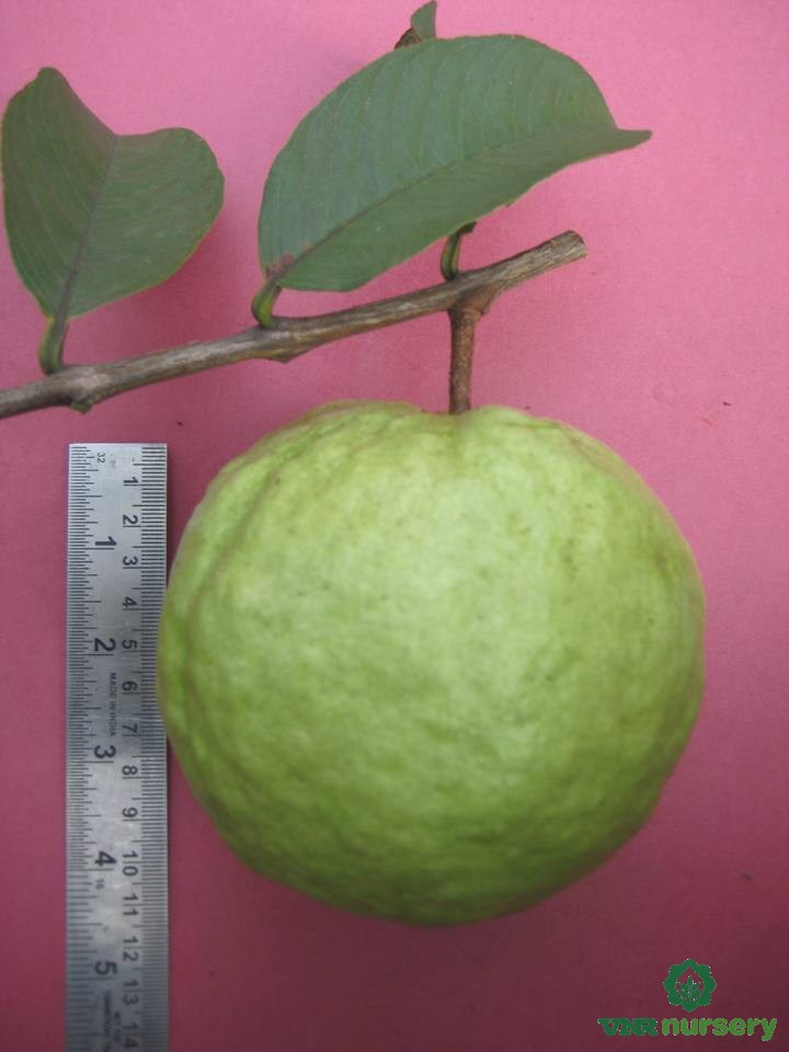 VNR Bihi – Guava | VNR Nursery