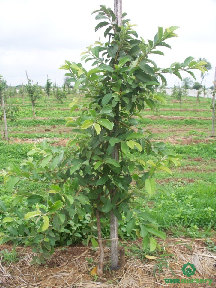 VNR Bihi – Guava | VNR Nursery