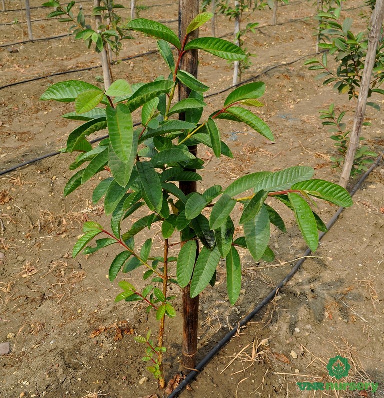 VNR Bihi – Guava | VNR Nursery