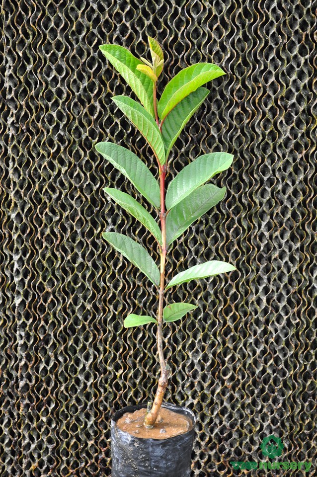 VNR Bihi – Guava | VNR Nursery