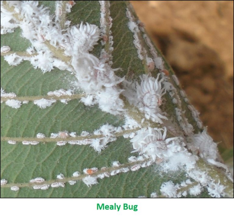 Mealy Bug | VNR Nursery