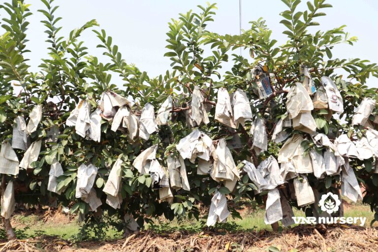 Guava – VNR Bihi | VNR Nursery
