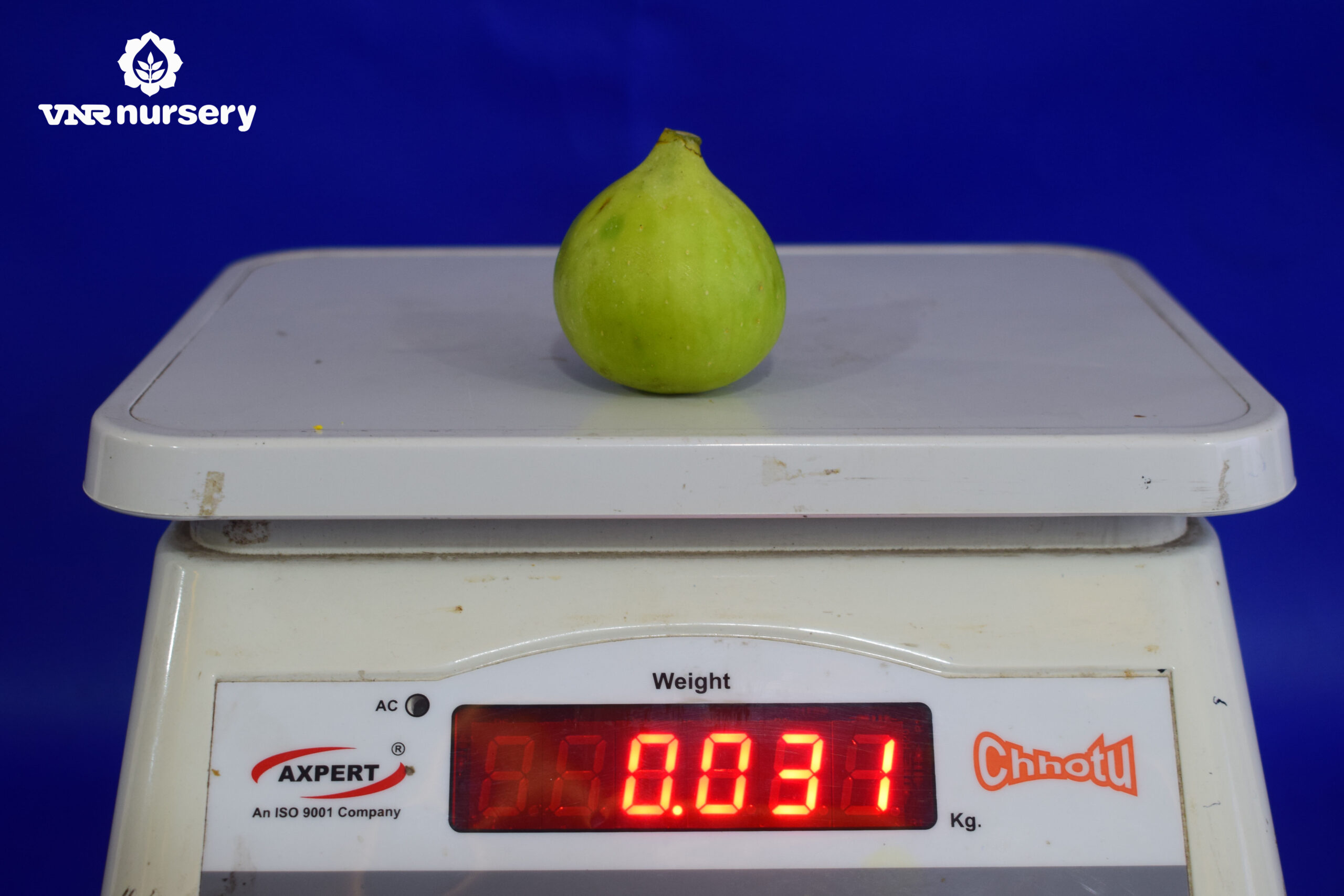 Fig – Excel | VNR Nursery