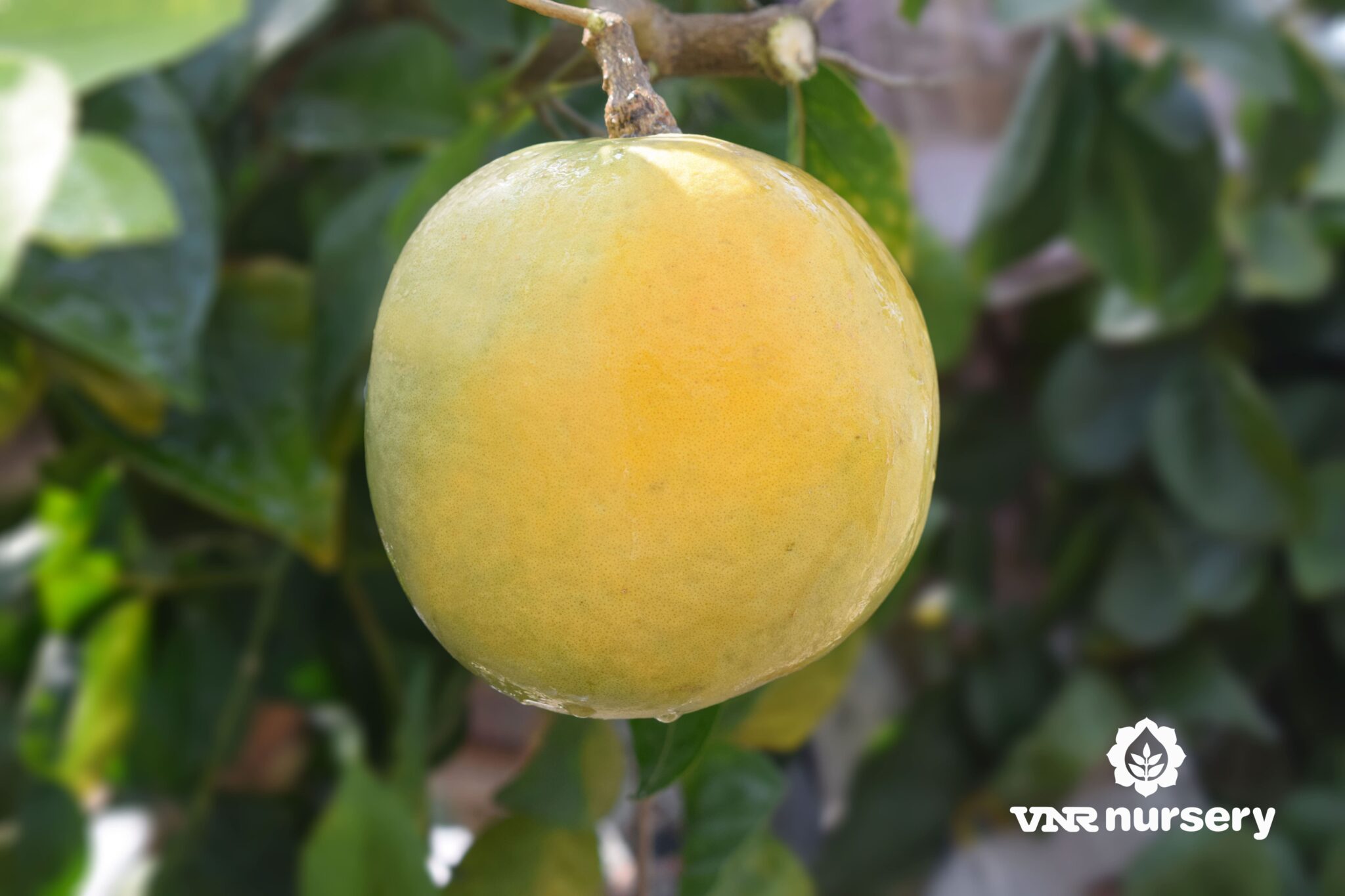 Products | VNR Nursery