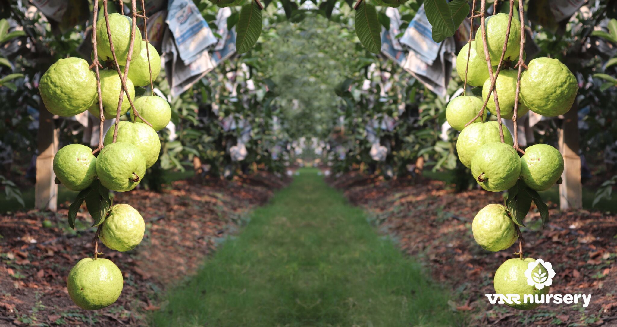 Guava – VNR Bihi | VNR Nursery