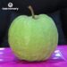 Guava – VNR Bihi | VNR Nursery