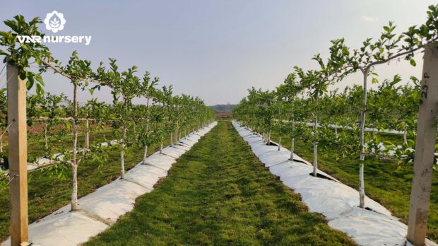 Guava – VNR Bihi | VNR Nursery