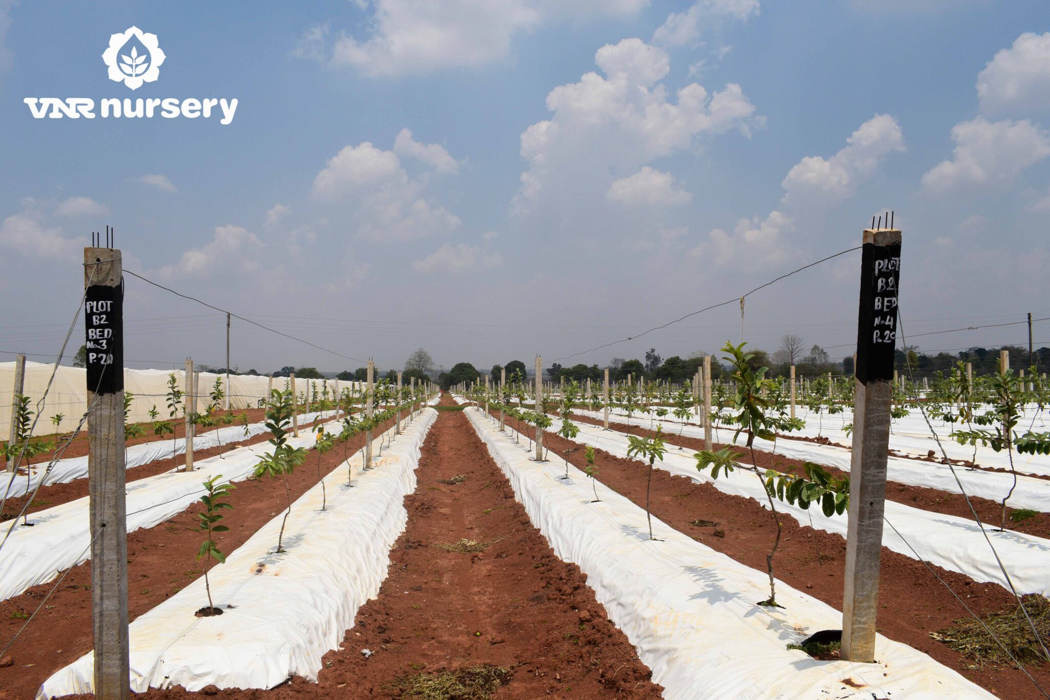 Guava – VNR Bihi | VNR Nursery