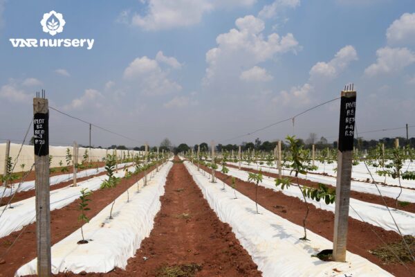 Guava – VNR Bihi | VNR Nursery