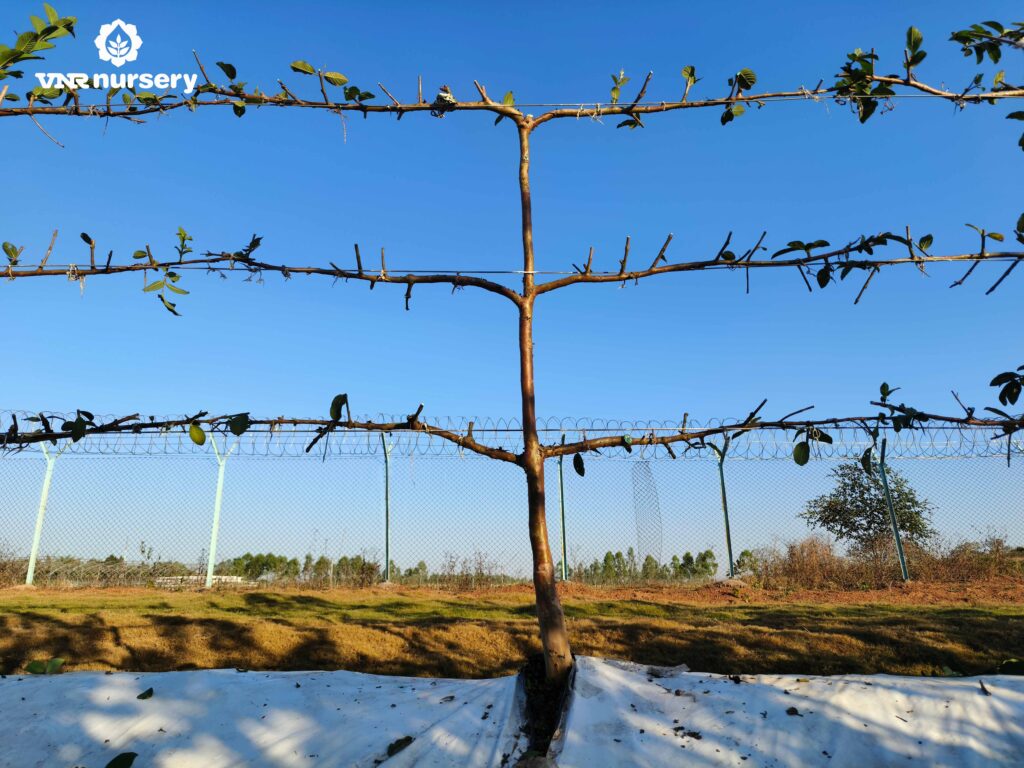 Guava – VNR Bihi | VNR Nursery