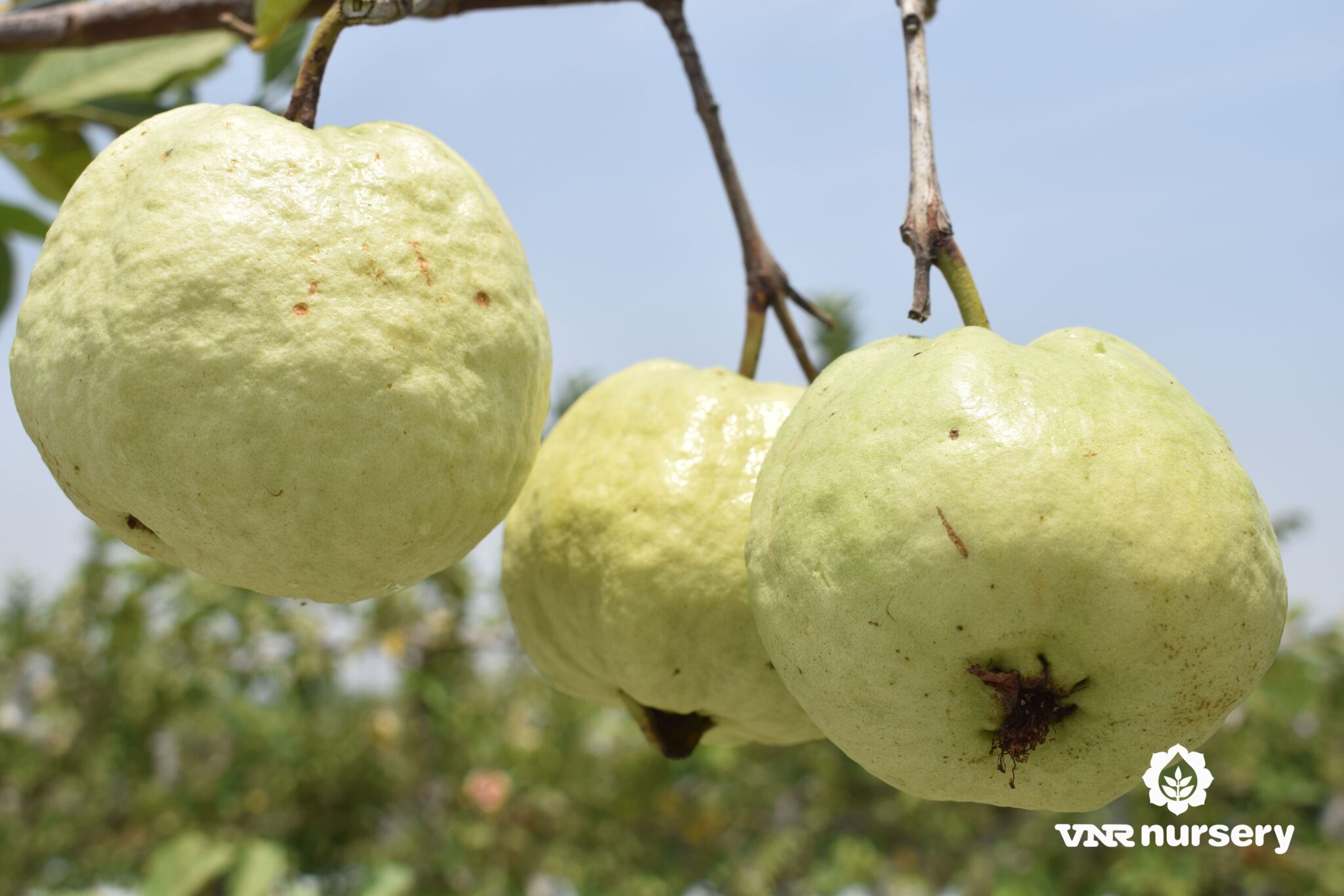 Guava | VNR Nursery
