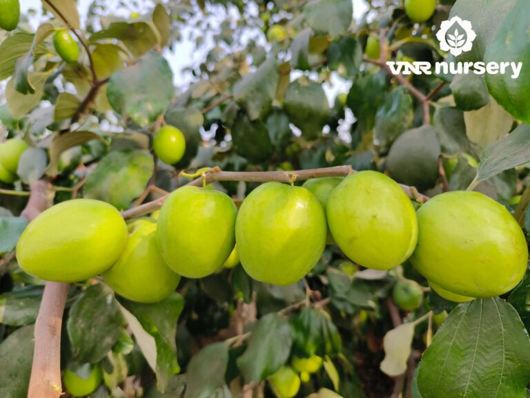 Apple Ber | VNR Nursery