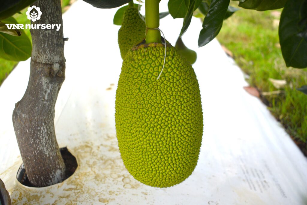 Products | VNR Nursery