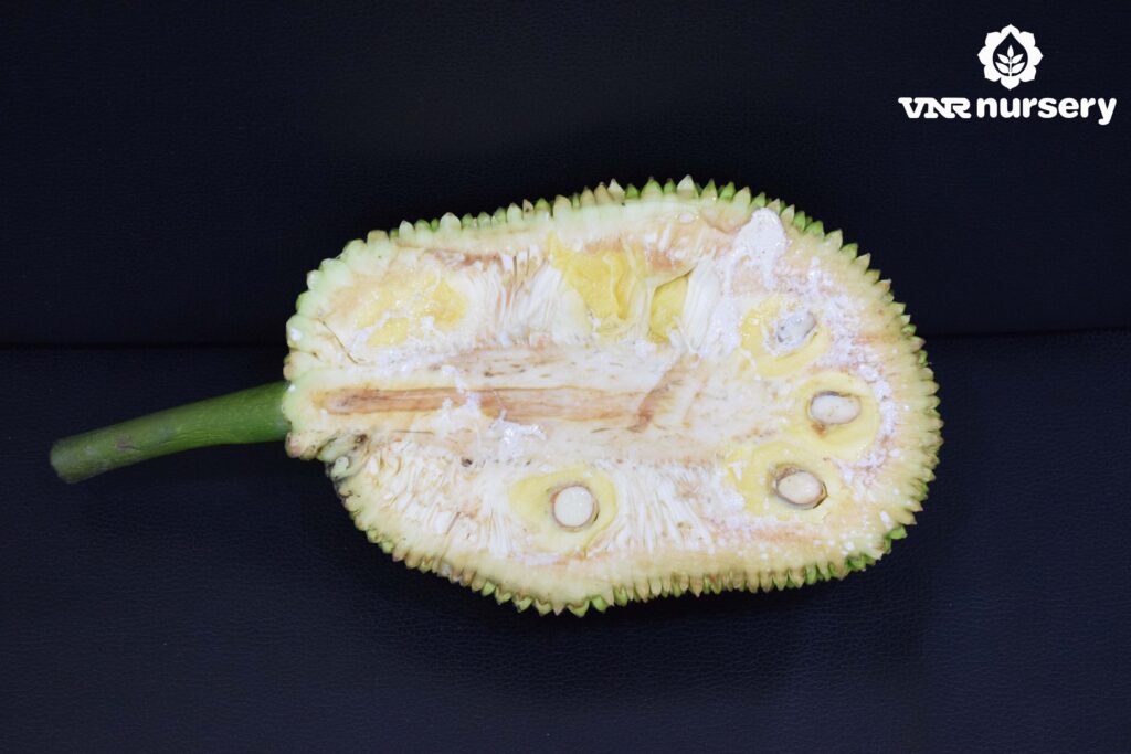 Jackfruit – VNR Kathal | VNR Nursery