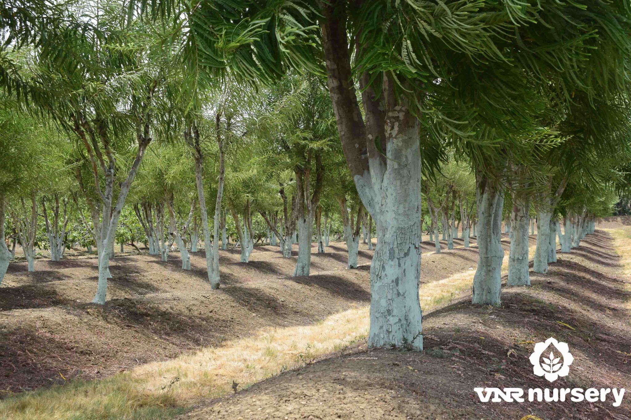 Aonla – NA-7 | VNR Nursery