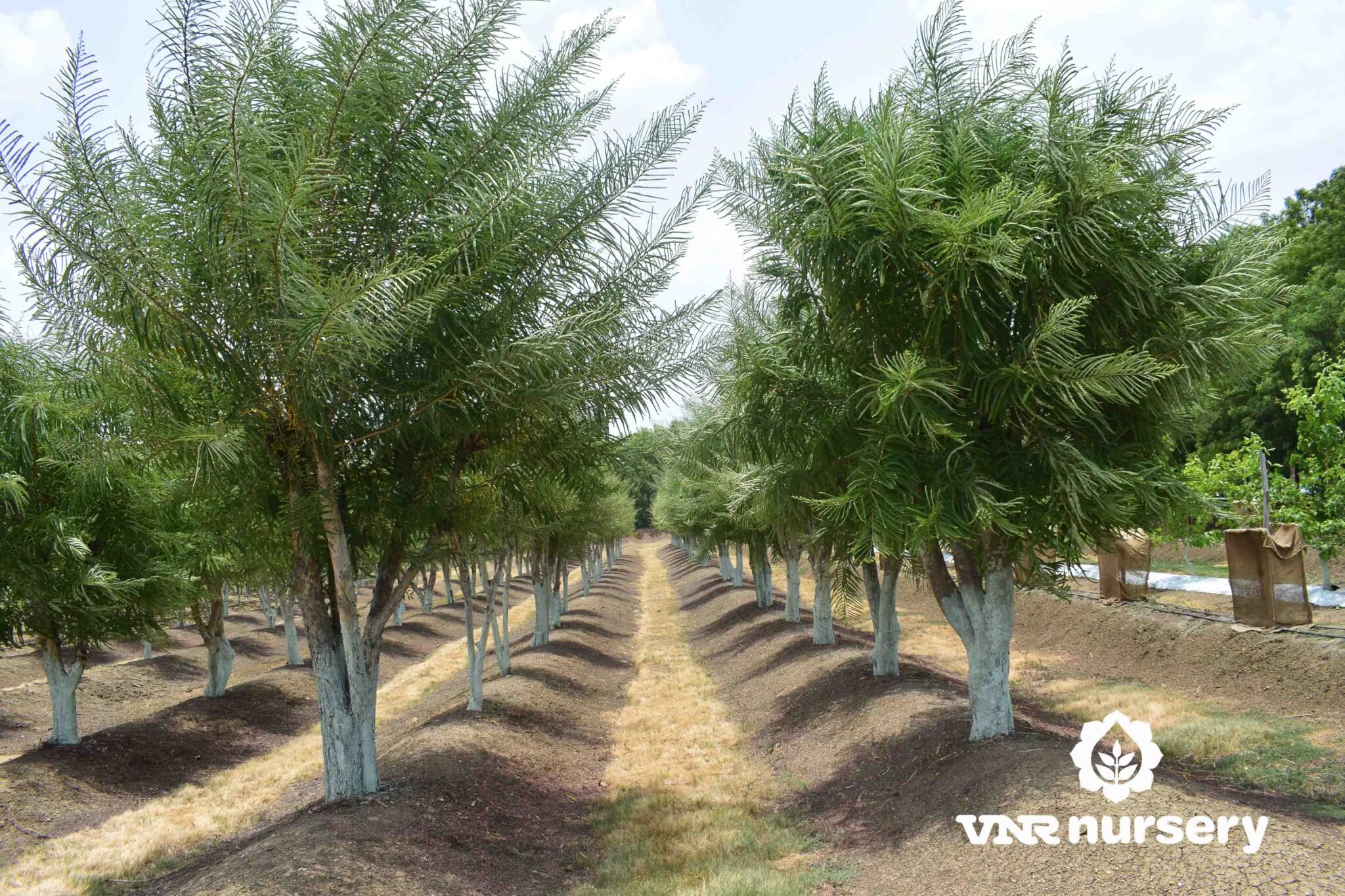 Aonla – NA-7 | VNR Nursery