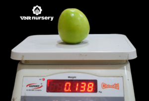 Apple Ber | VNR Nursery